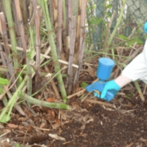 INNSA Standard Stem Injection of Japanese Knotweed - INNSA