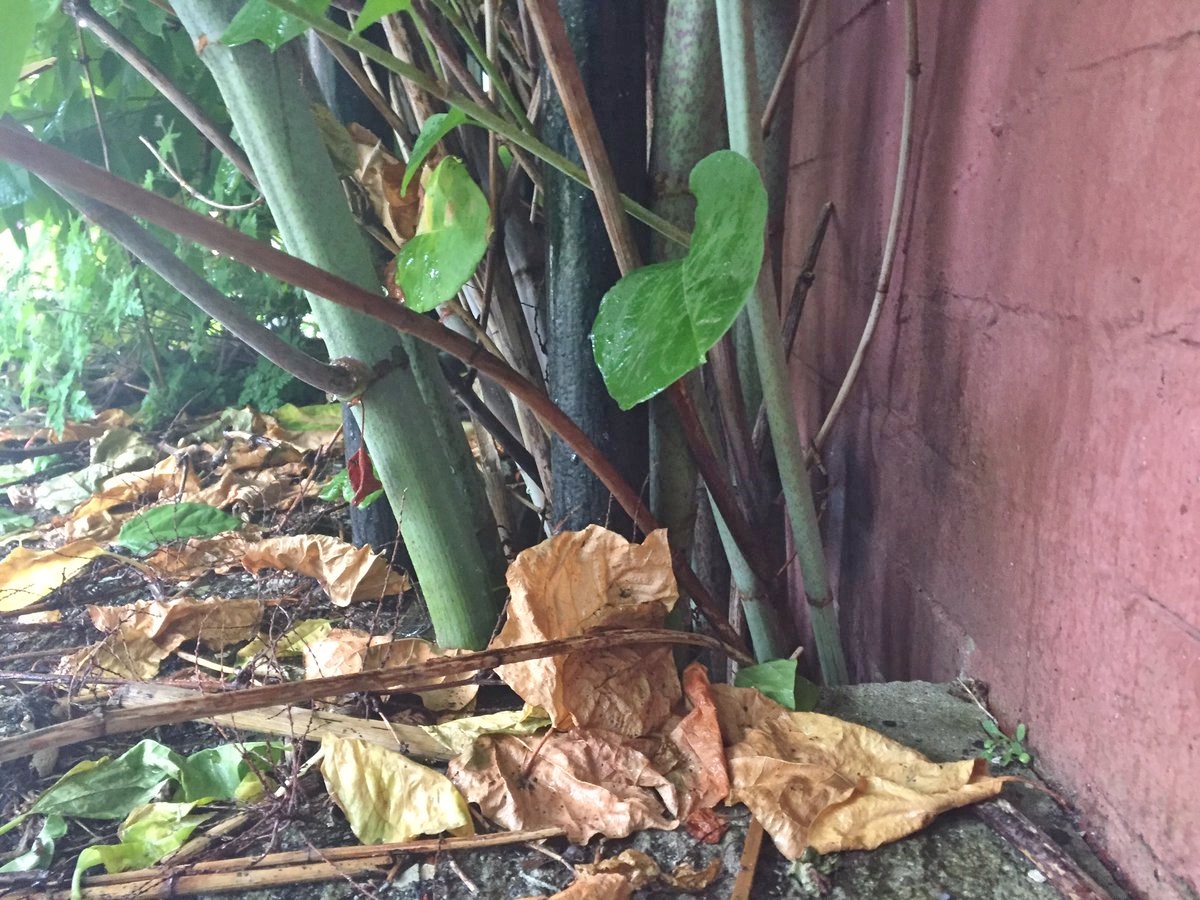 TA6 Form Guidance - INNSA